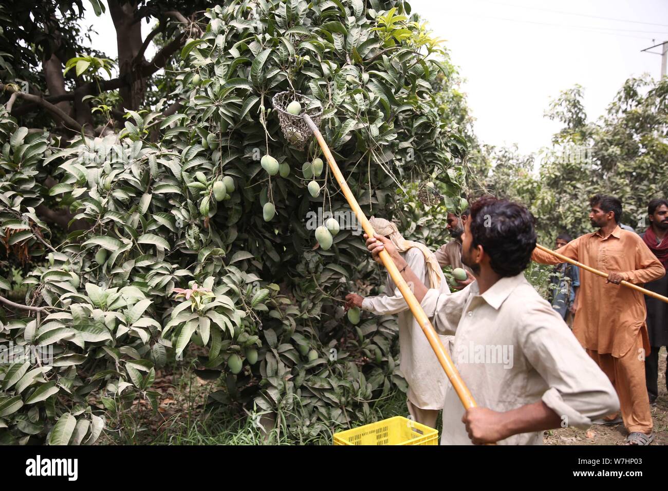 Best mangoes in the world hi-res stock photography and images - Alamy
