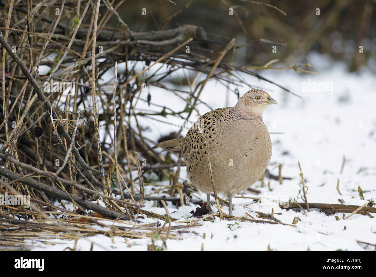 Pheasant snow uk hi-res stock photography and images - Alamy