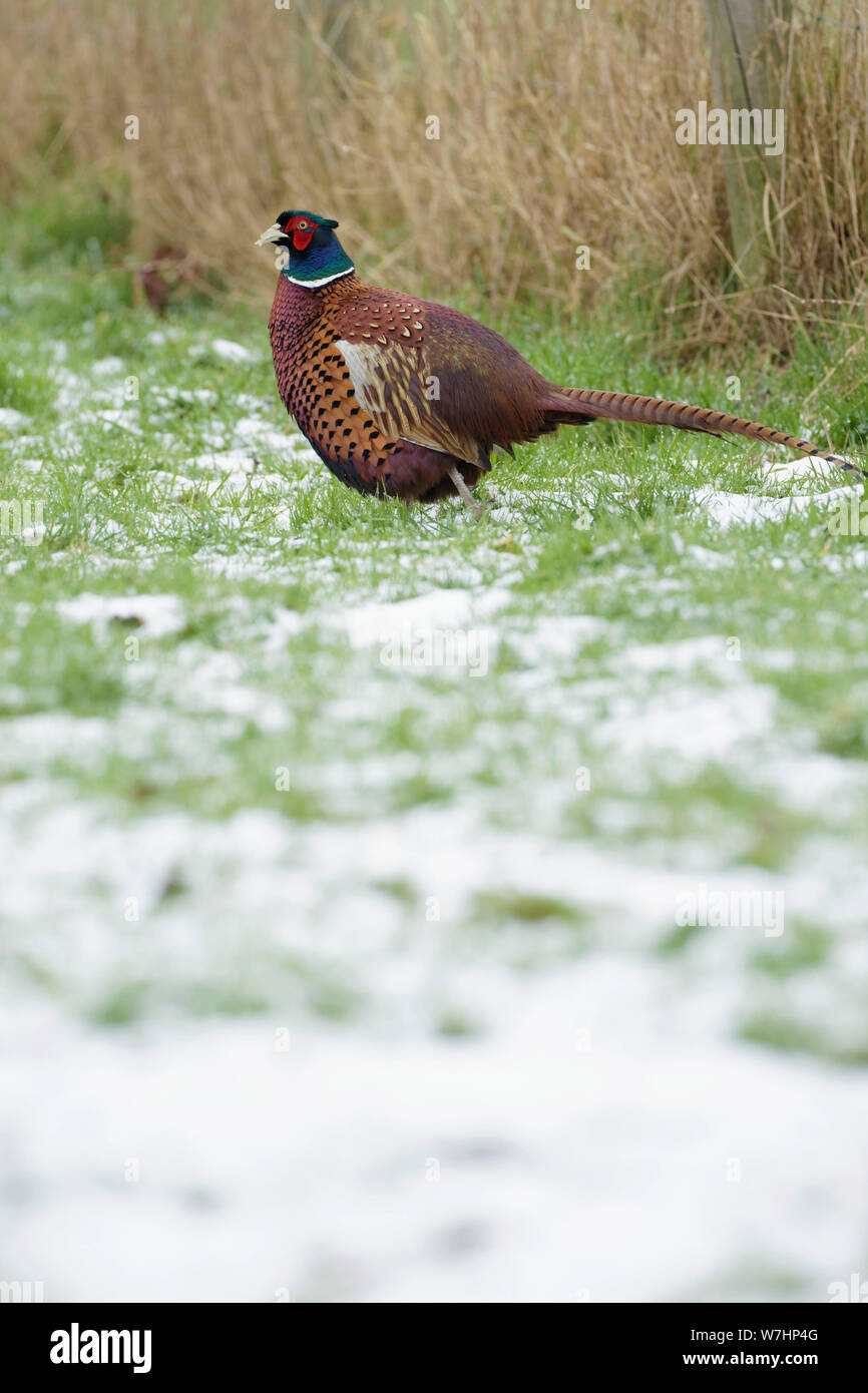 Common Pheasant (Phasianus colchicus) adult male, in snow, West ...