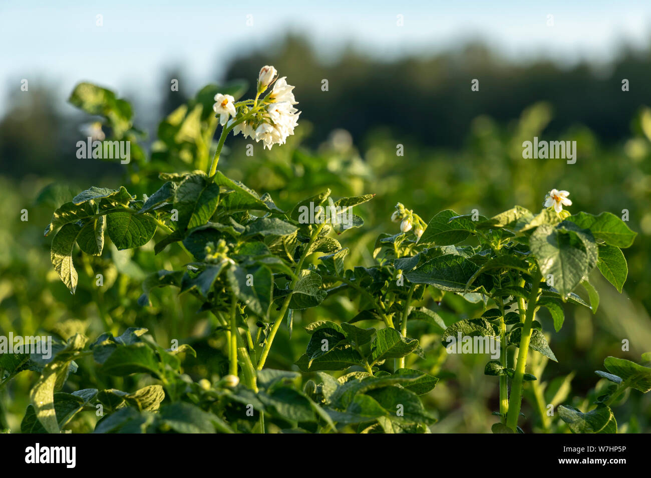 Potato plant field: Agricultural landscape with vegetable plantations ...