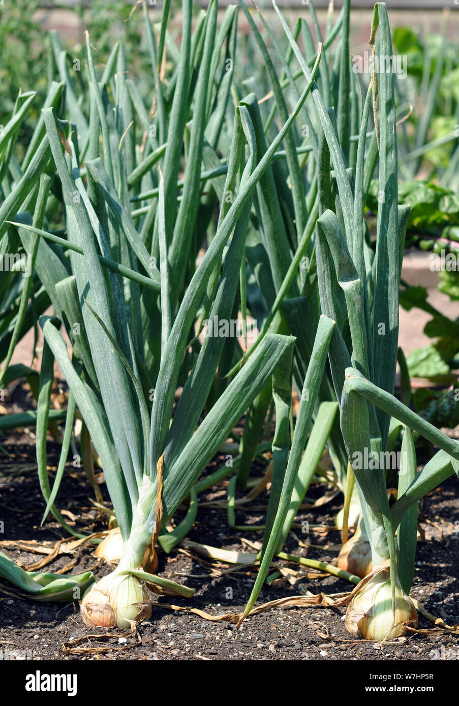 Onion trees in garden under sunshine Stock Photo - Alamy