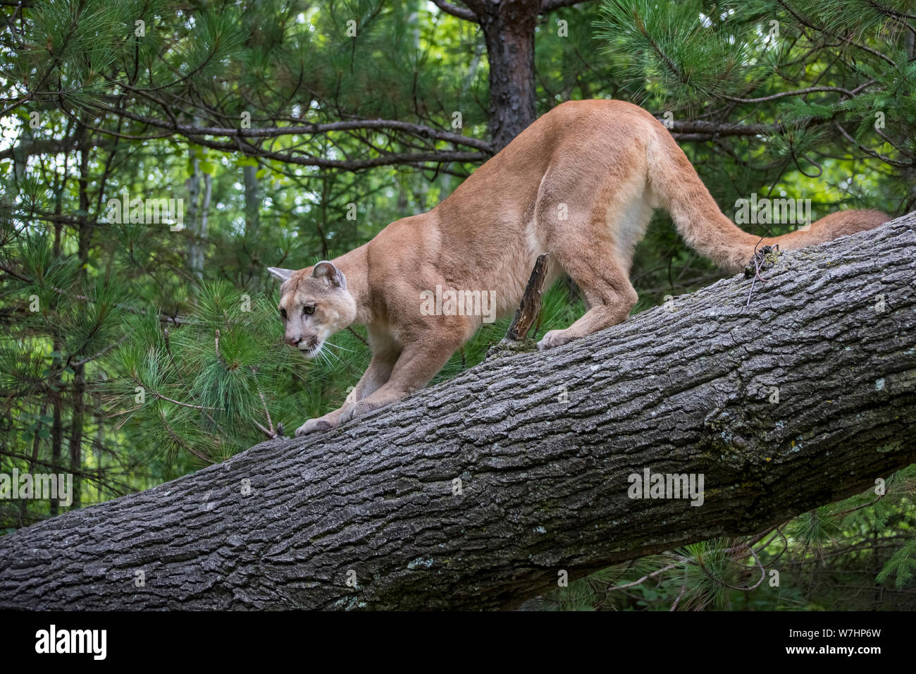 Crouch down hi-res stock photography and images - Alamy