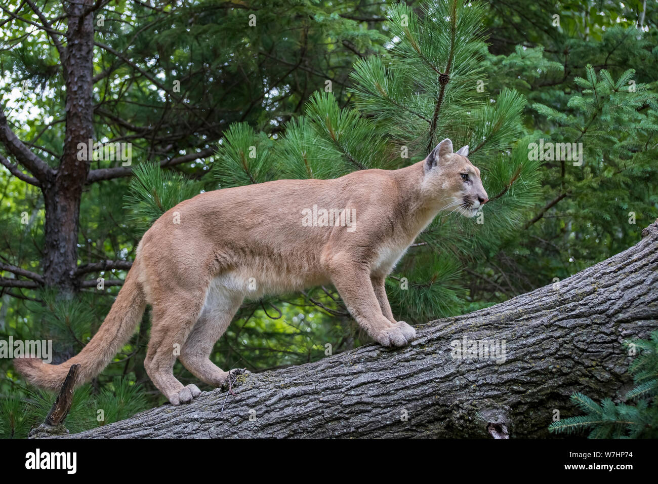 Mountain Lion ascending a Leaning Tree Stock Photo - Alamy