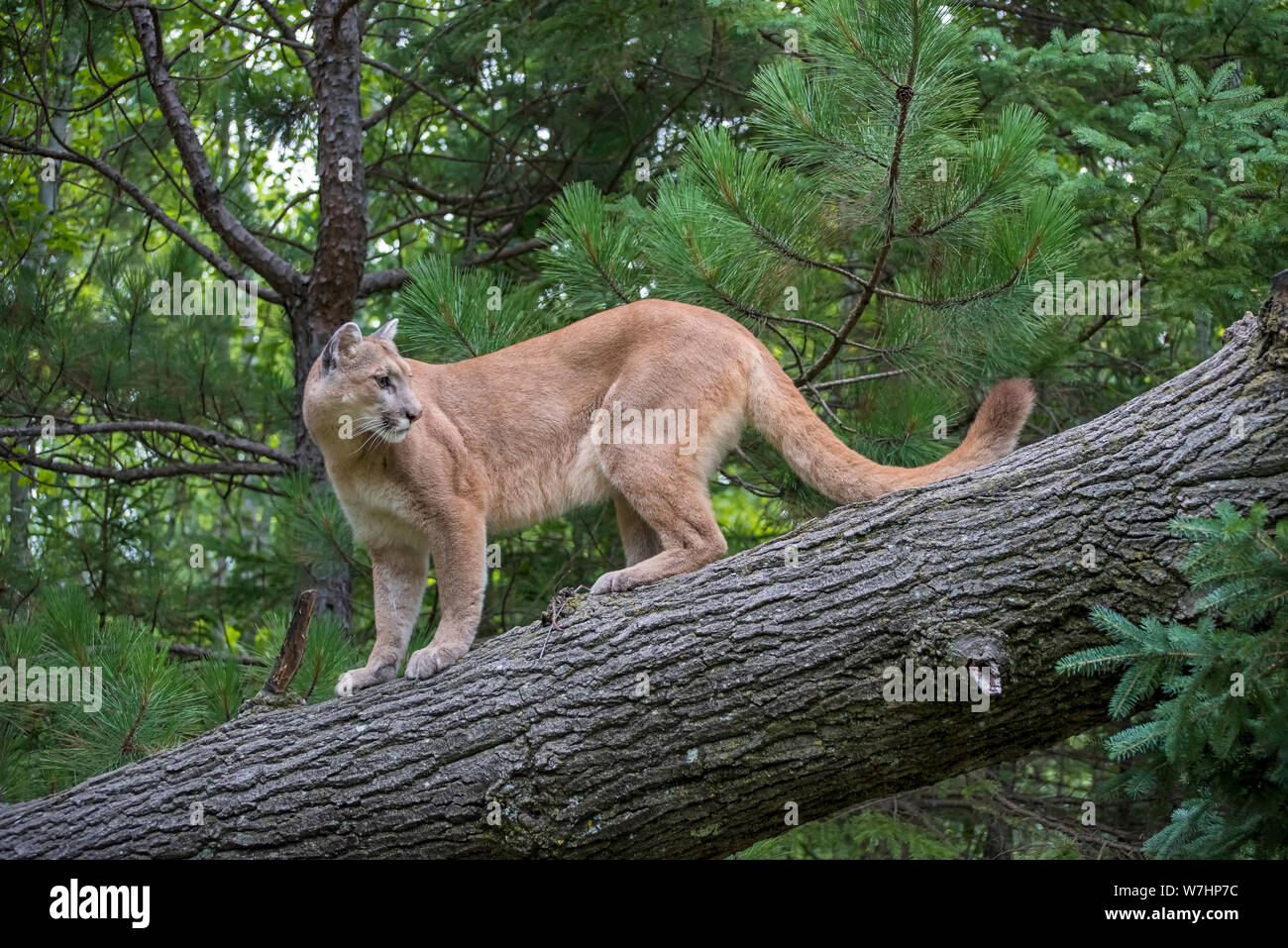 Mountain Lion climbing Down a Leaning Tree, Looking Back over Shoulder ...
