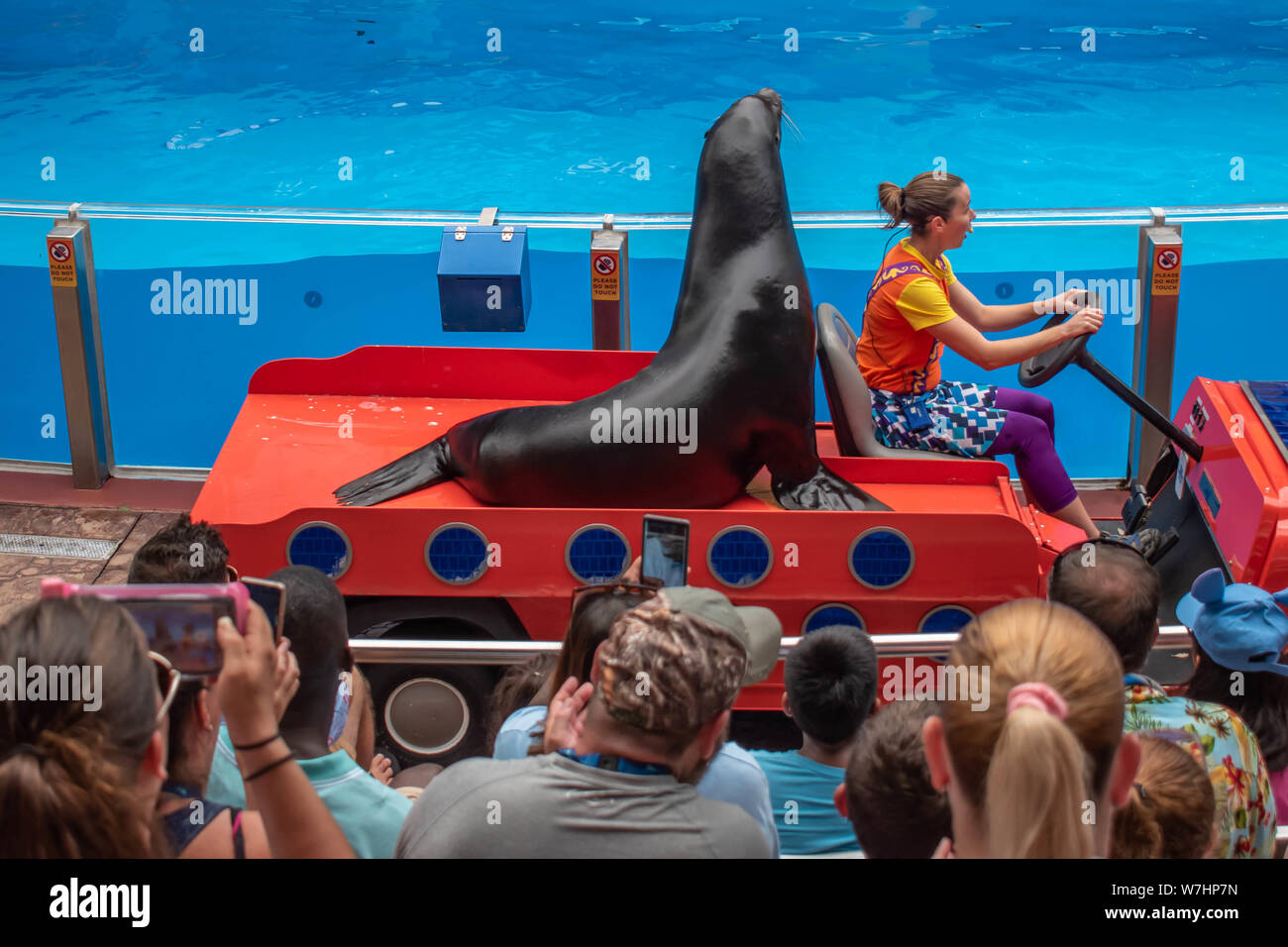 Orlando, Florida. July 26, 2019. Sea lion entering the show with woman ...
