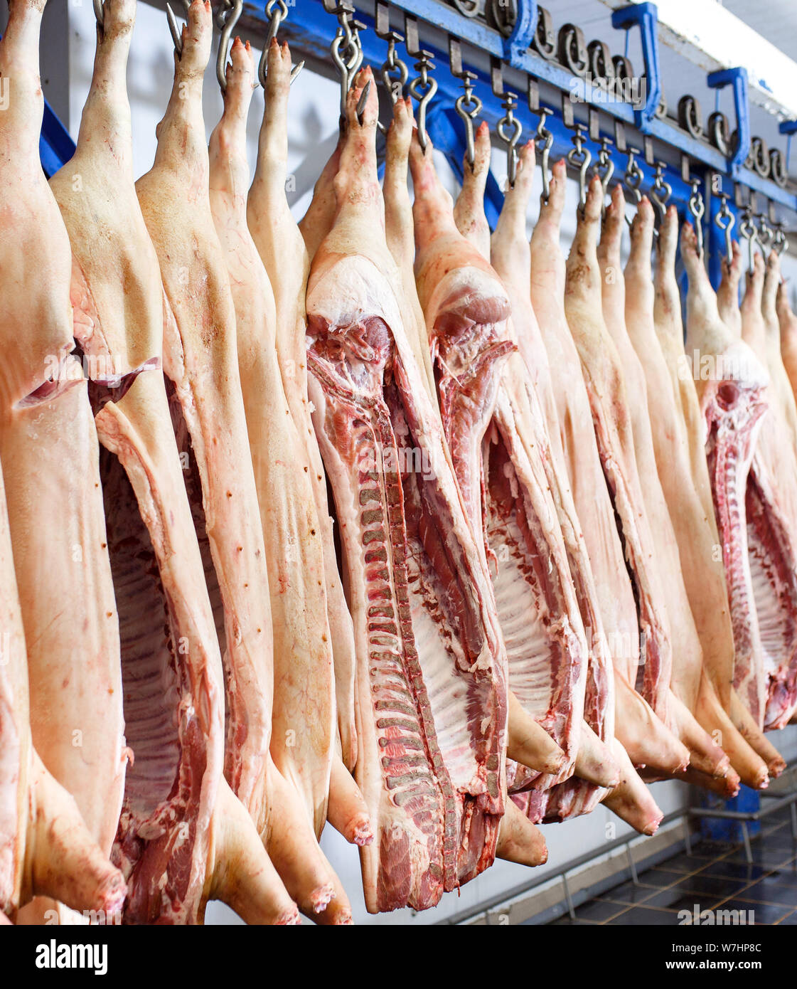 Pig carcasses cut in half stored in refrigerator room of food ...