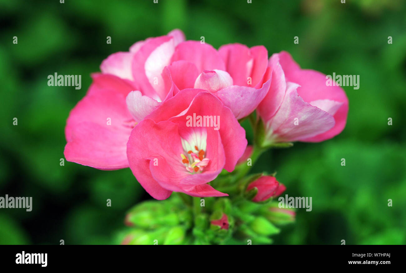 Pink mosaic (zonal geranium) for ground cover in garden Stock Photo - Alamy