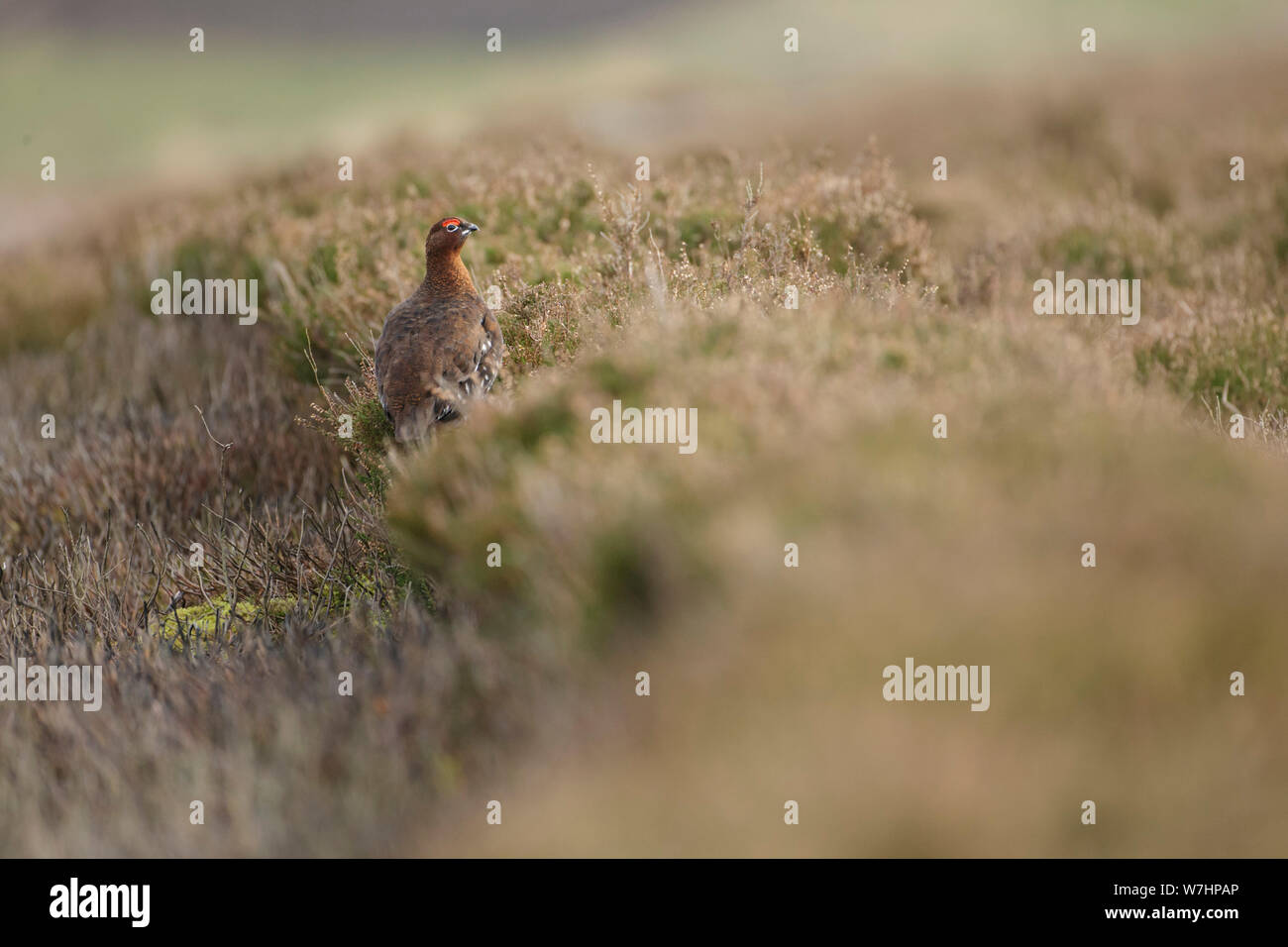Red Grouse (Lagopus lagopus scotica) adult male, on heather moorland ...