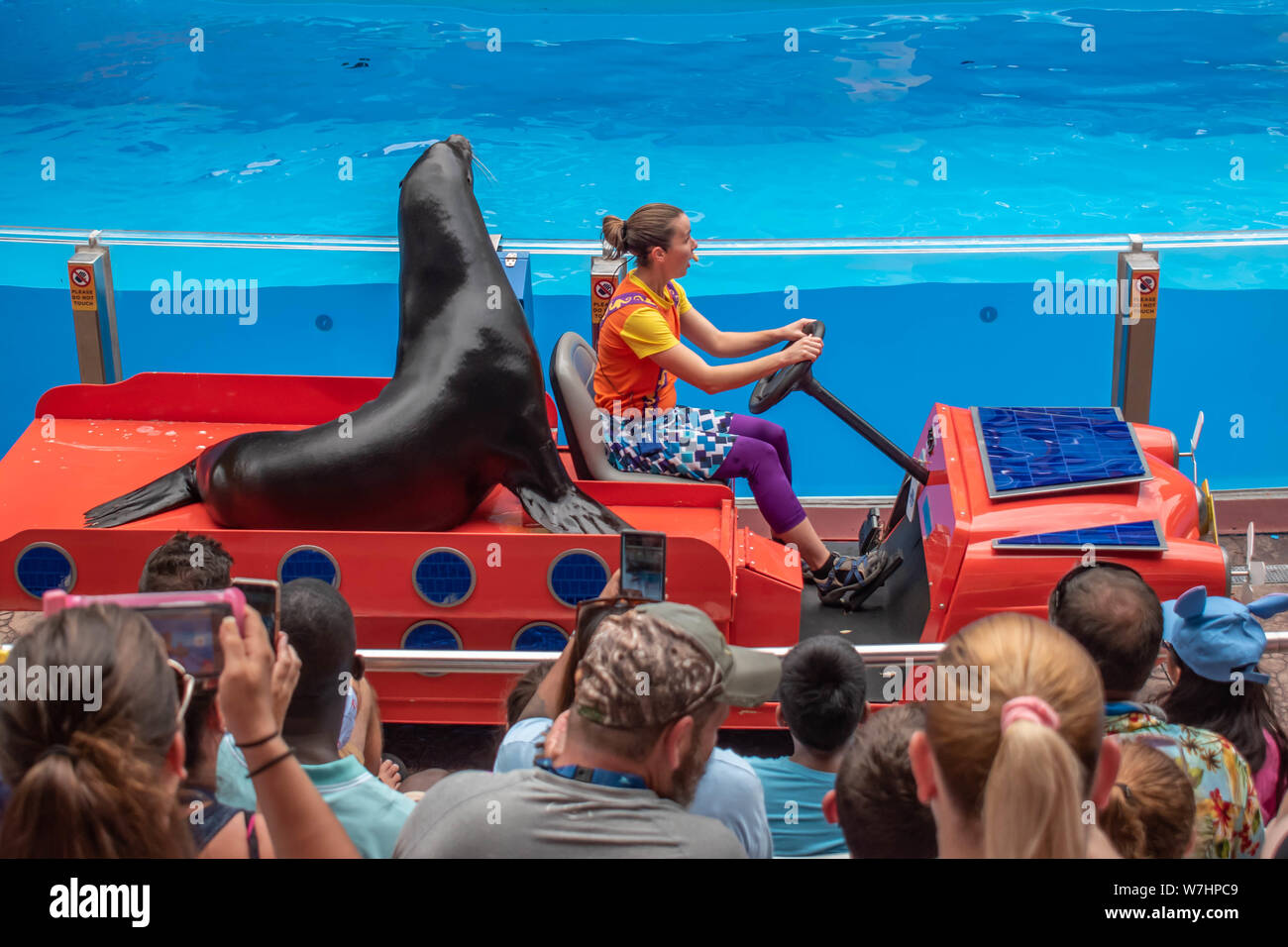 Orlando, Florida. July 26, 2019. Sea lion entering the show with woman ...