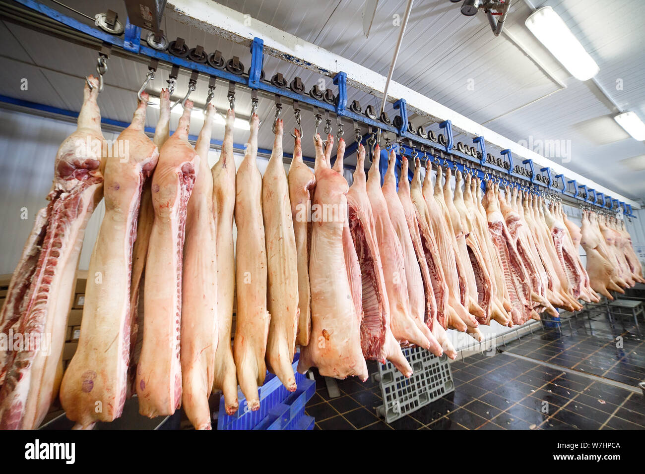 Pig carcasses cut in half stored in refrigerator room of food ...
