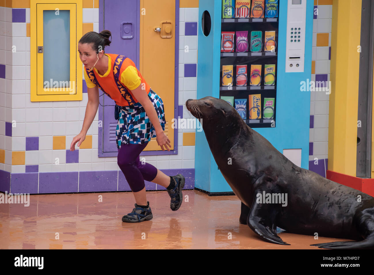 Orlando, Florida. July 26, 2019. Sea lion following a coach in Sea Lion ...