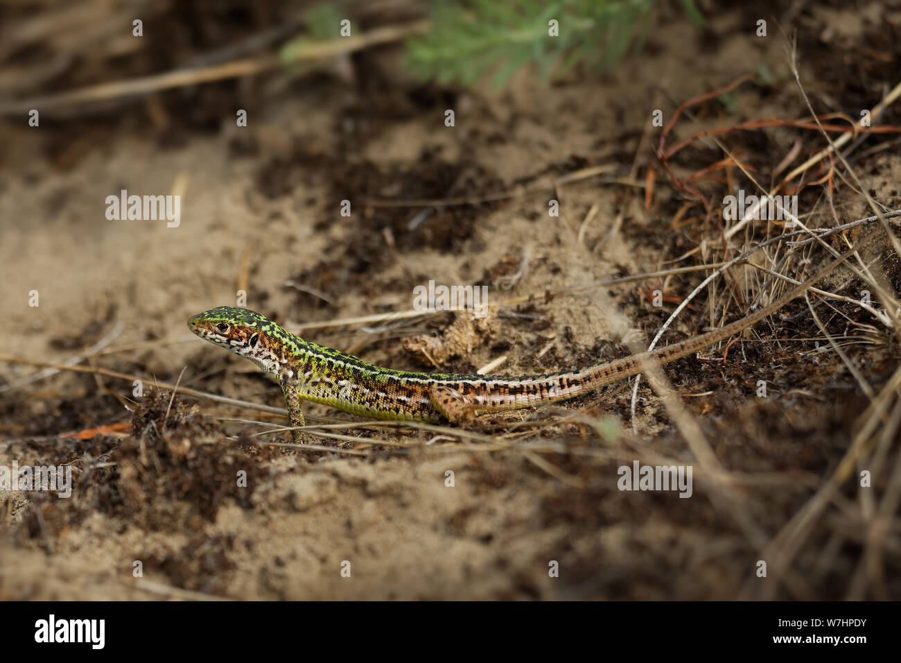 Balkan wall lizard - Podarcis tauricus lizard in Lacertidae native to ...