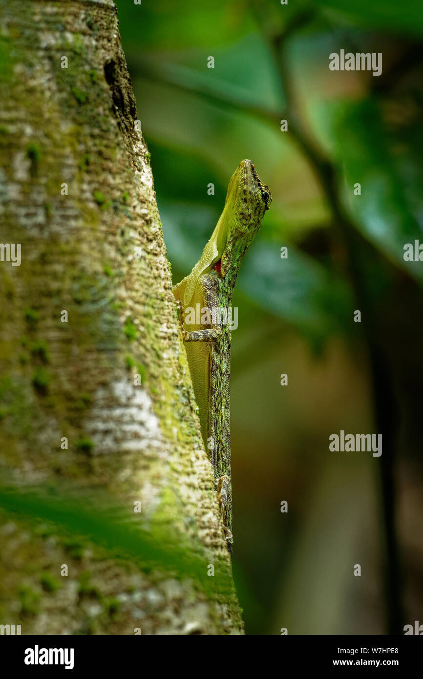Barred gliding lizard - Draco taeniopterus - Draco is a genus of agamid ...
