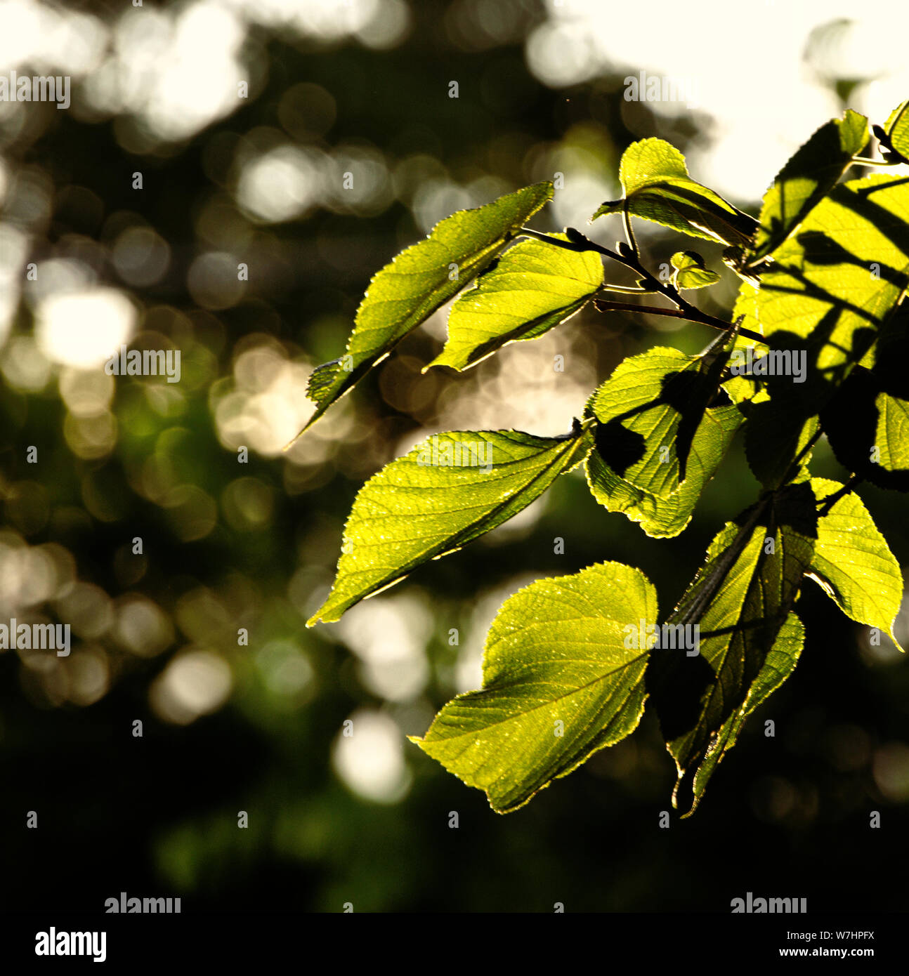 Tree leaves in the late afternoon sun Stock Photo - Alamy