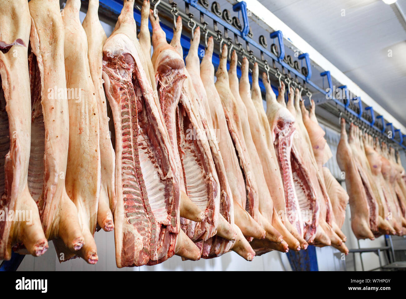 Pig carcasses cut in half stored in refrigerator room of food ...