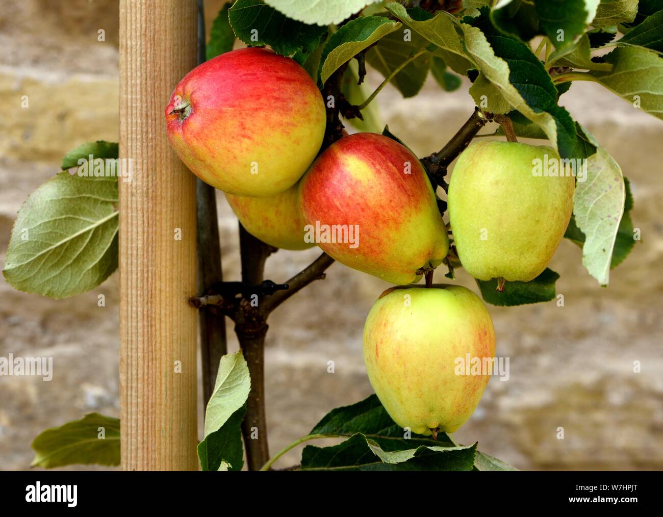 Apple cordon hi-res stock photography and images - Alamy