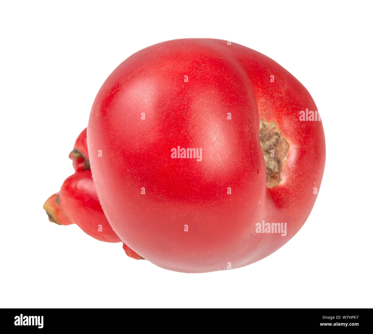 fresh pink tomato with sprouts isolated on white background Stock Photo ...