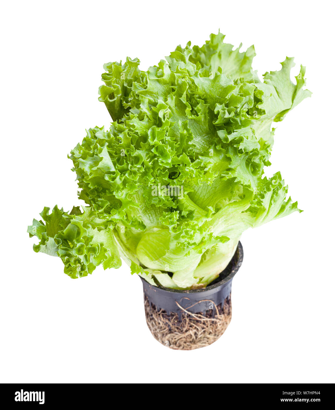 bunch of fresh green leaf lettuce in pot isolated on white background ...
