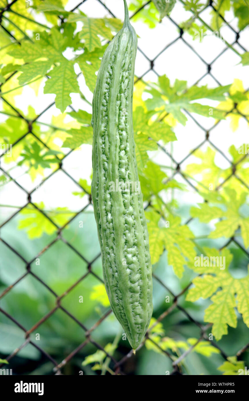 Melon tree plant hi-res stock photography and images - Alamy