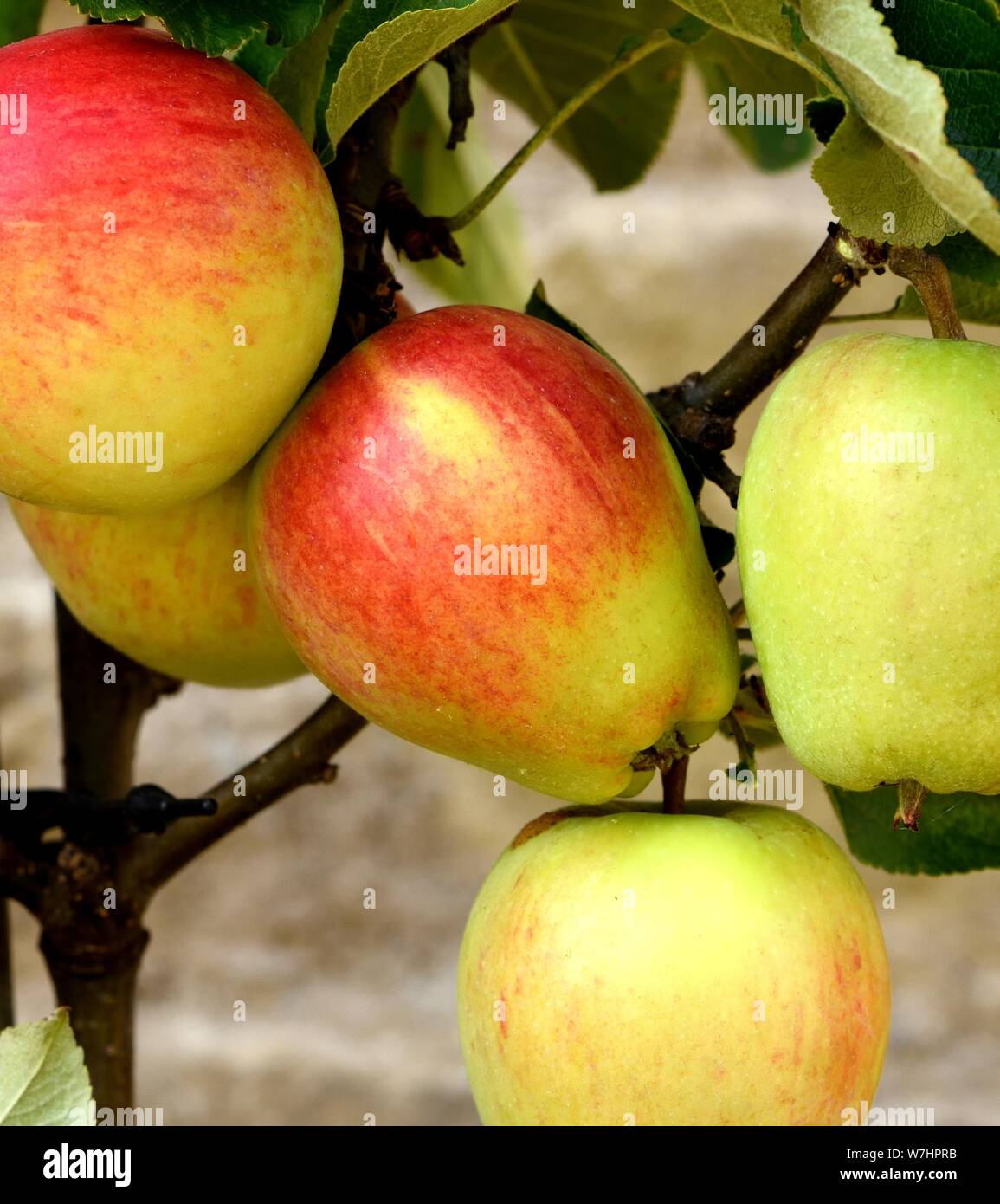 Katy Apple High Resolution Stock Photography and Images - Alamy