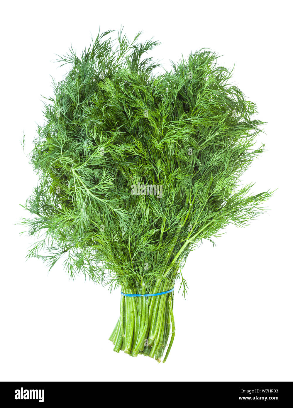 Dill fresh cut out hi-res stock photography and images - Alamy