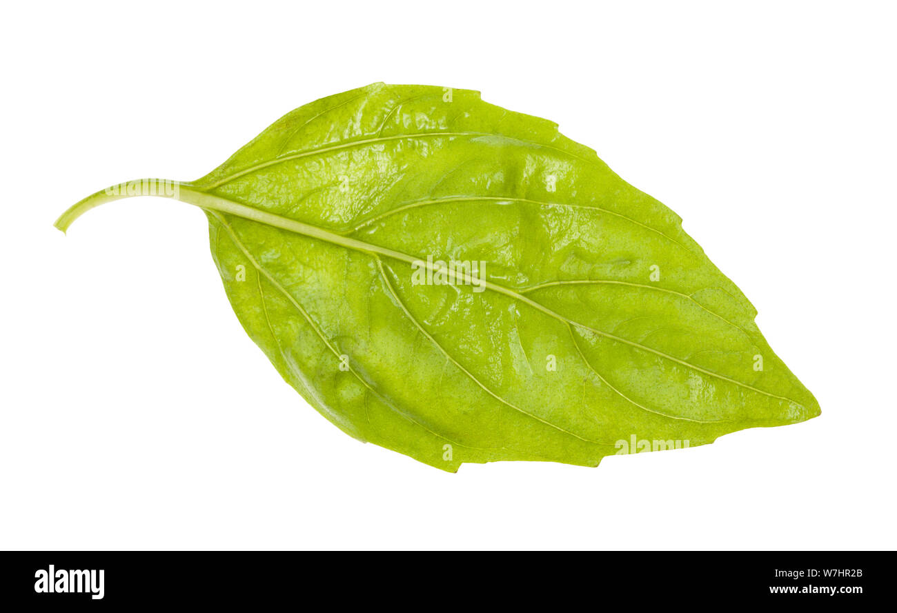 Fresh basil drop water on hi-res stock photography and images - Alamy