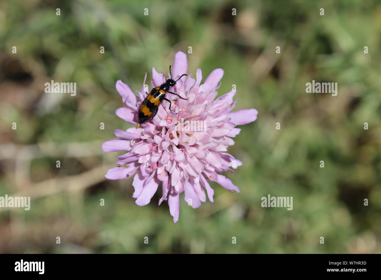 Pink flower morocco hi-res stock photography and images - Alamy