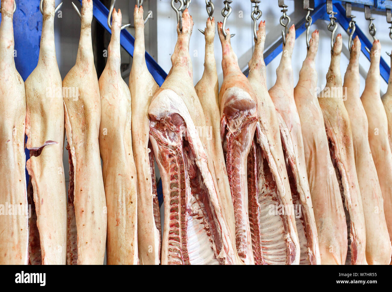 Pig carcasses cut in half stored in refrigerator room of food ...