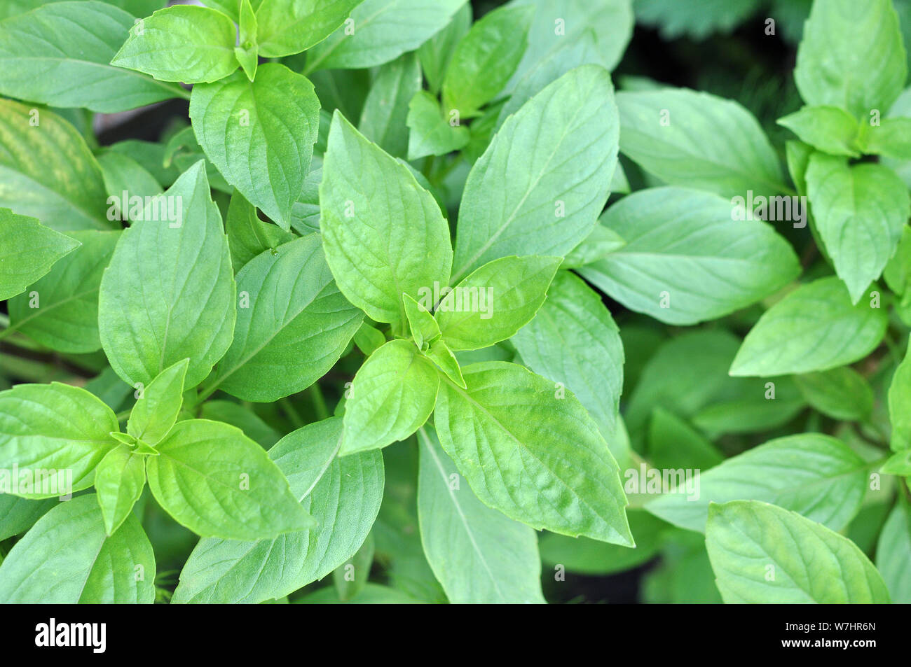 basil in garden for background uses Stock Photo - Alamy