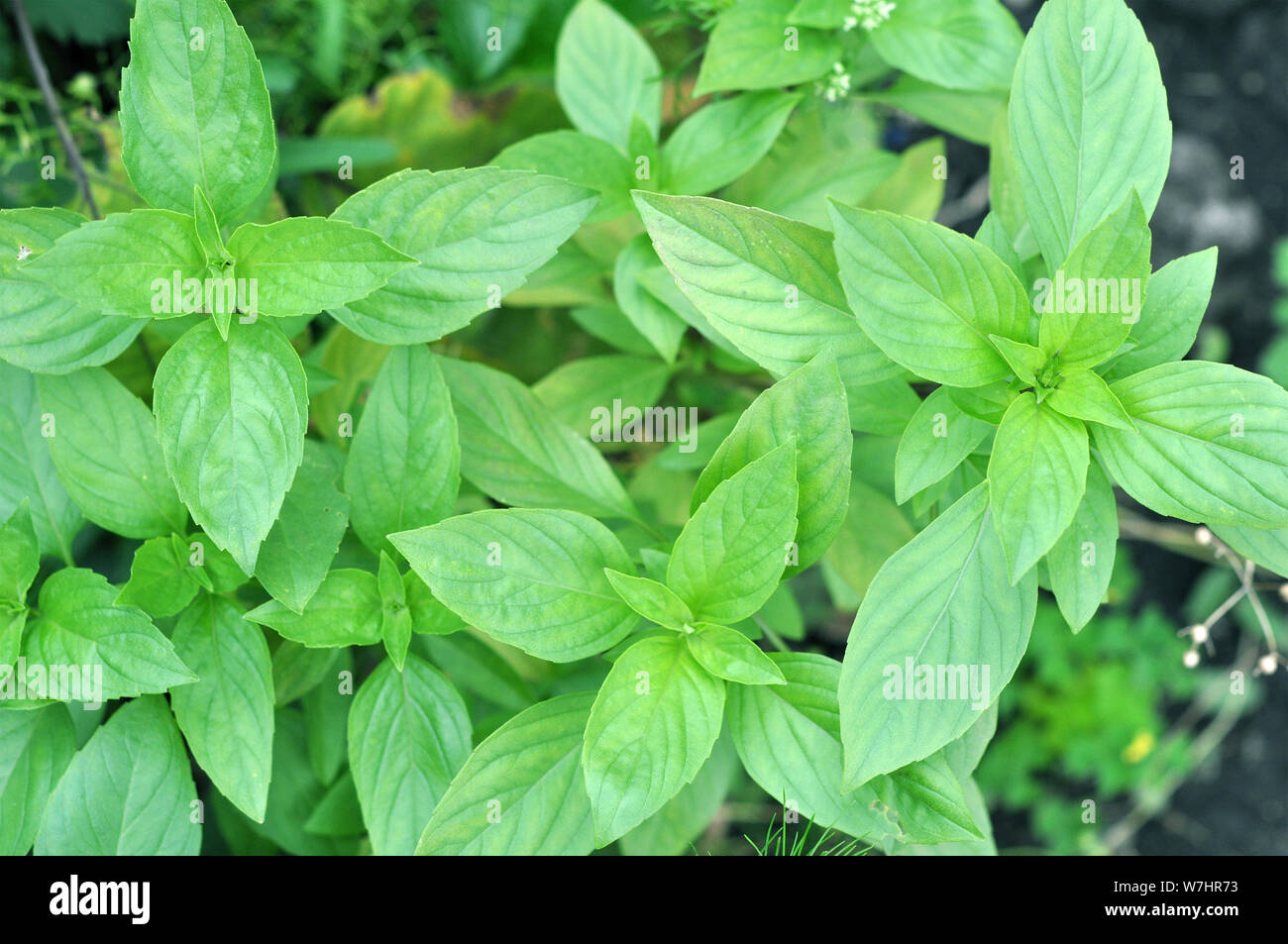 Basil trees hi-res stock photography and images - Alamy