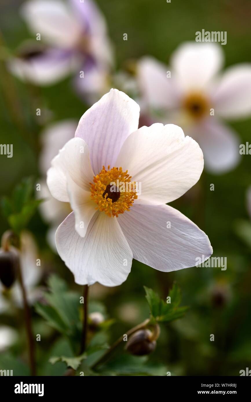 Japanese anemone white hi-res stock photography and images - Alamy