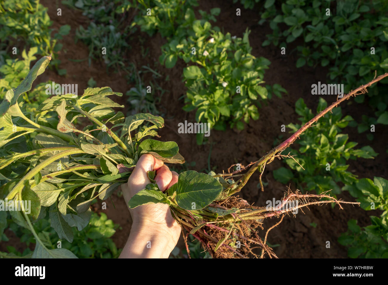 Weeding in the vegetable garden, closeup Stock Photo - Alamy