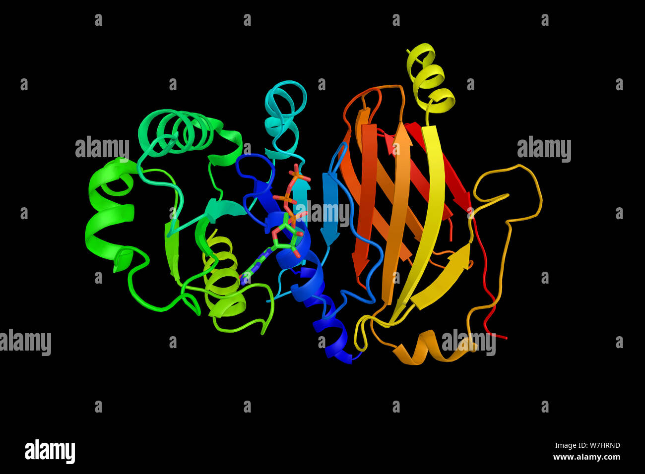 Phosphodiesterase enzyme hi-res stock photography and images - Alamy
