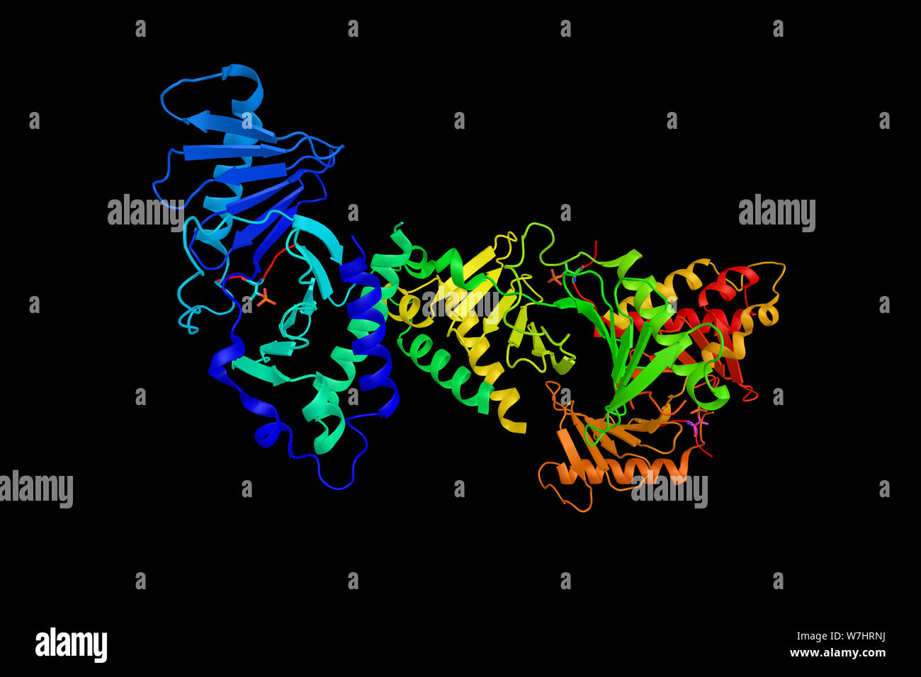 PLK1, an enzyme which supports the functional maturation of the ...