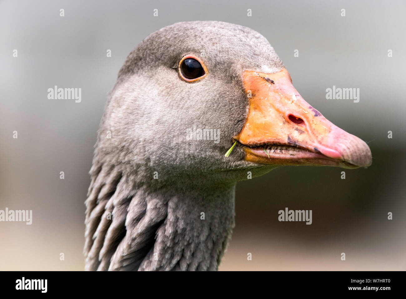 Swan neck flower hi-res stock photography and images - Alamy