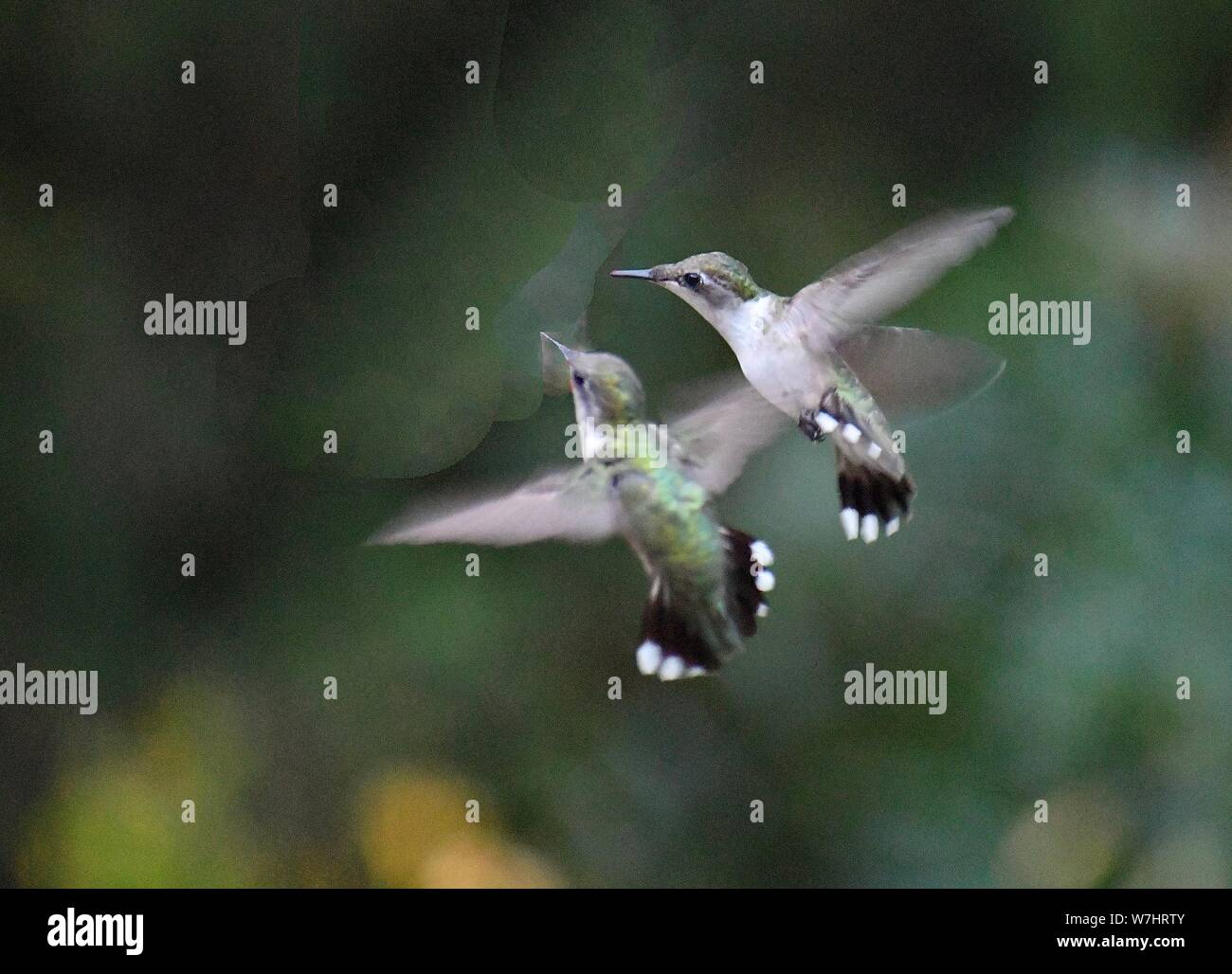Small hummingbirds hi-res stock photography and images - Alamy