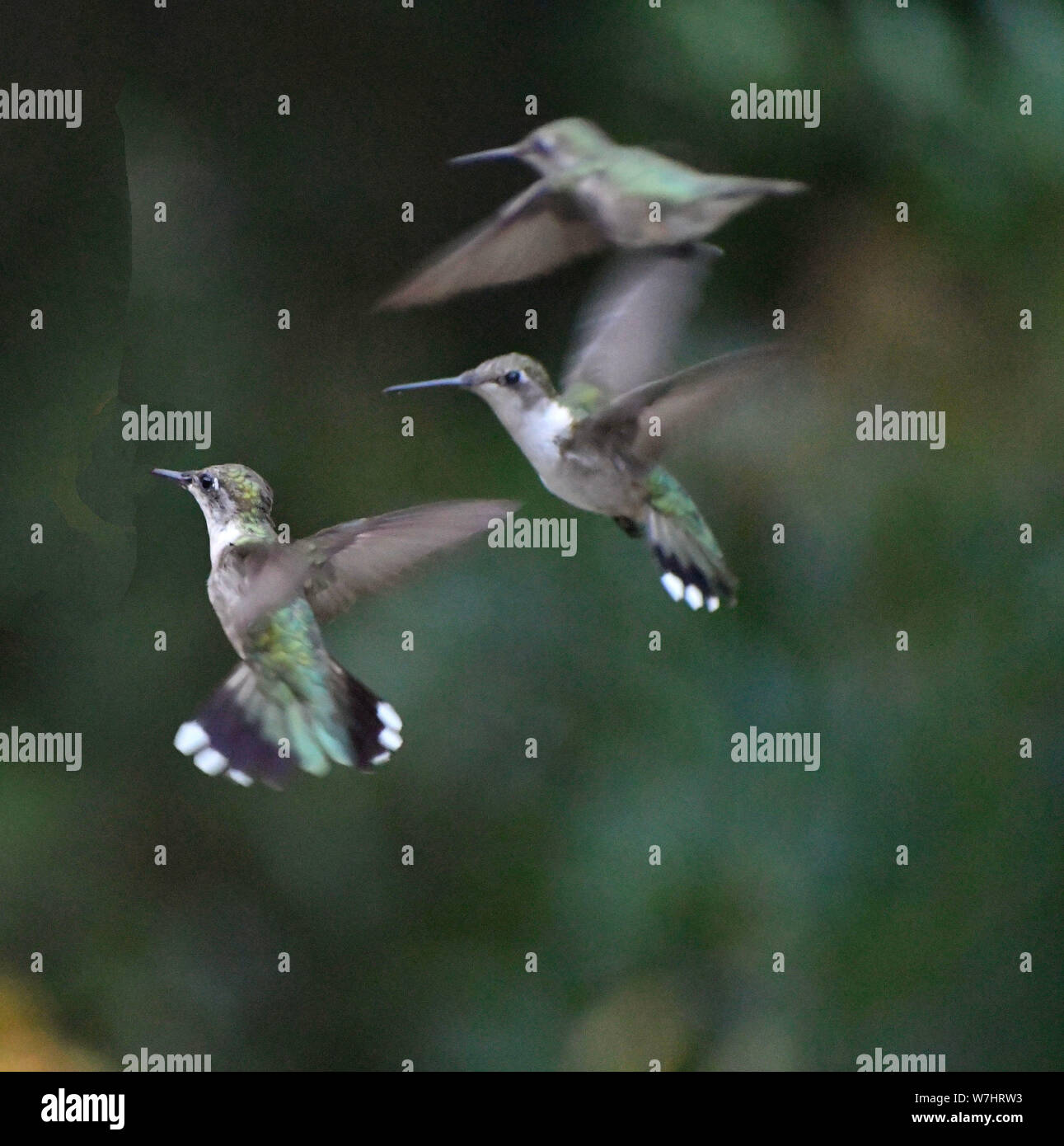Small hummingbirds hi-res stock photography and images - Alamy