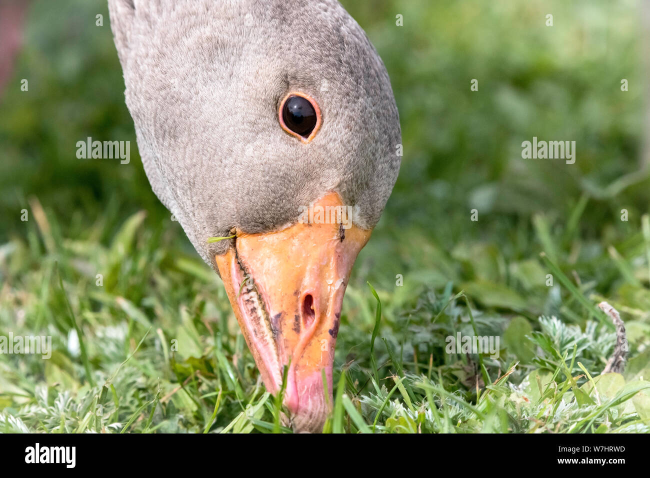 Close up portrait of Greylag Goose face Stock Photo - Alamy