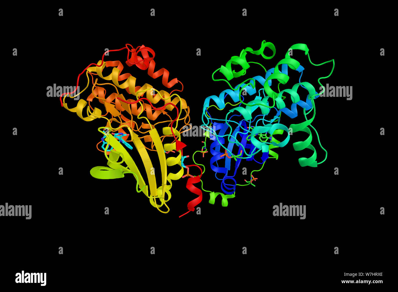 Protein kinase C beta type, an enzyme which phosphorylates a wide ...