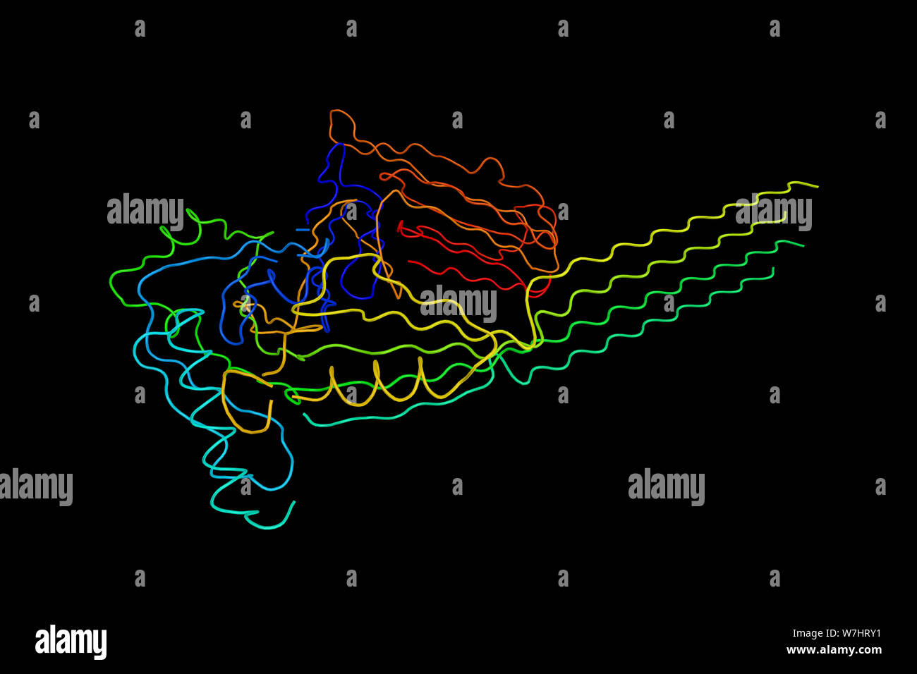 Pneumolysin, a putative virulence factor of the gram-positive bacteria ...