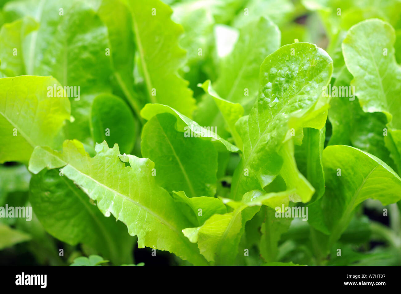 organic lettuce trees in garden under sunny Stock Photo - Alamy