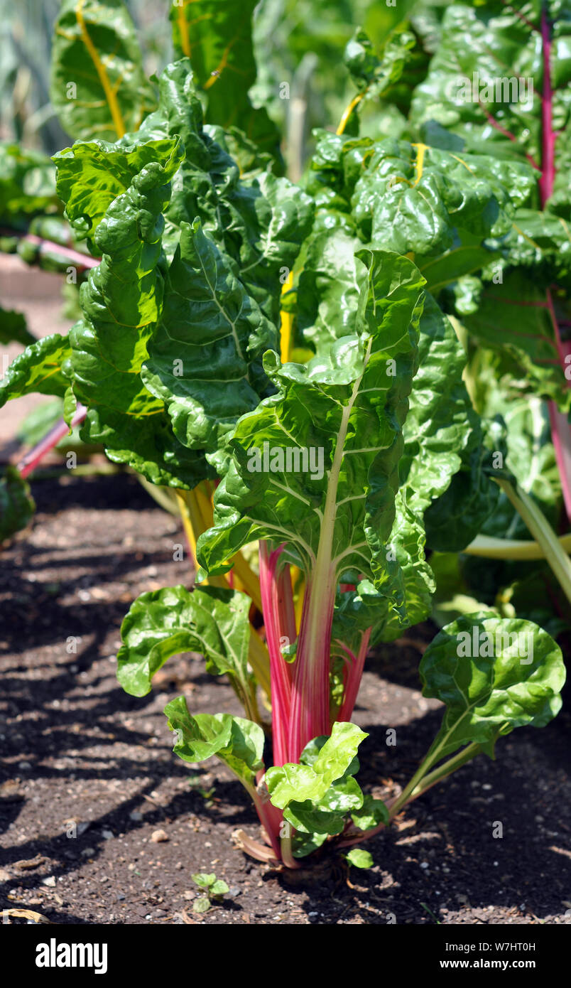 Red Kale tree in garden Stock Photo - Alamy