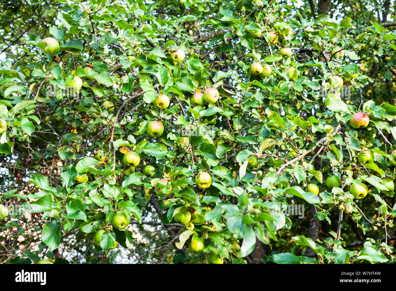 rural background - branches of apple trees with ripe green and red ...
