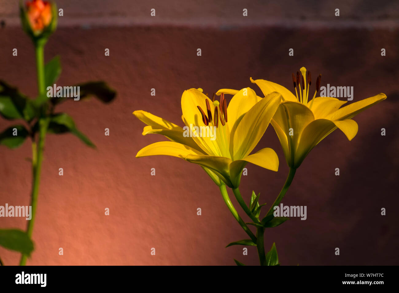 Asiatic Hybrid Lily - Yellows lily (Lilium Nove Cento Stock Photo - Alamy
