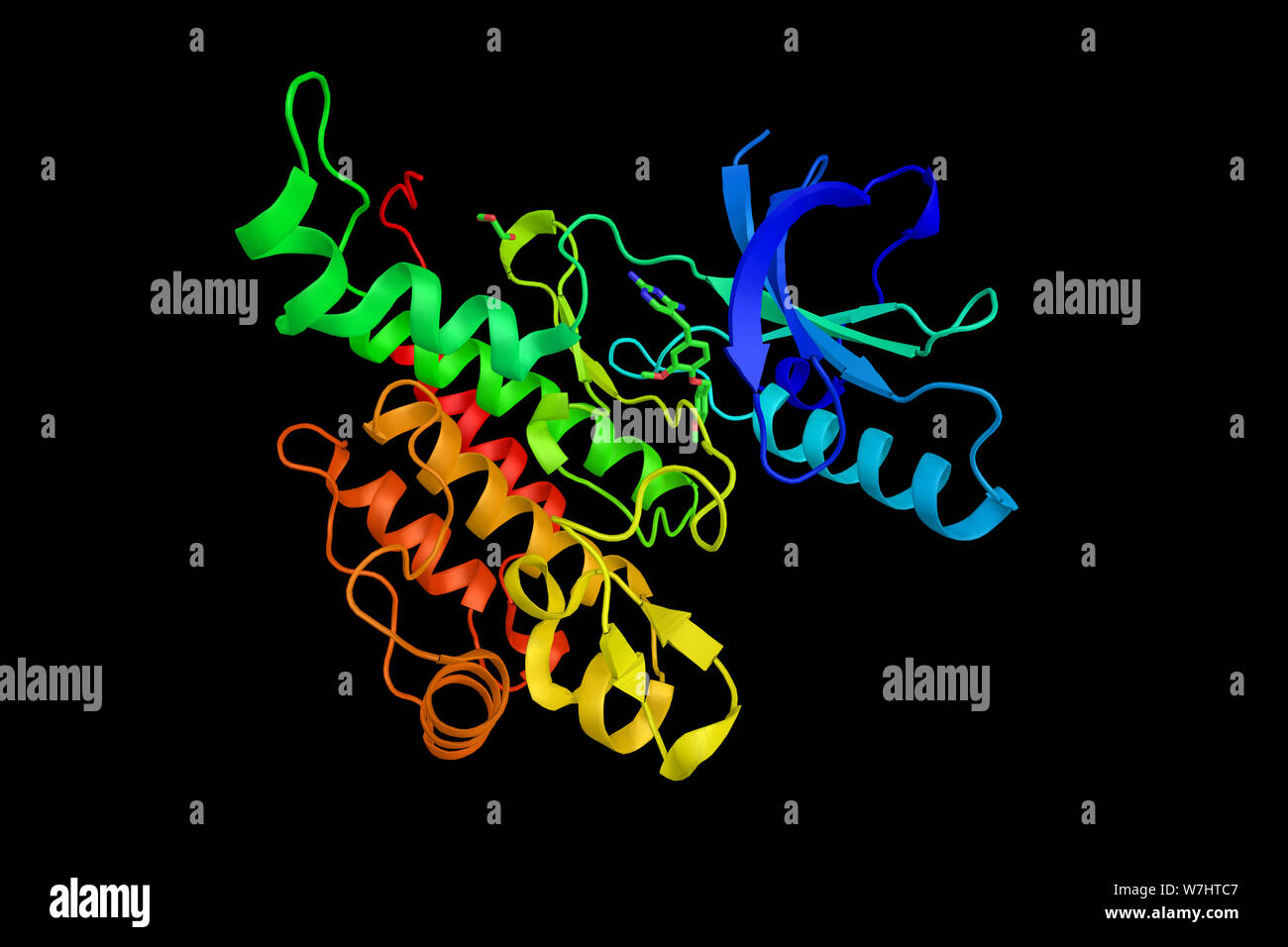 Tropomyosin receptor kinase B, a protein which is the high affinity ...