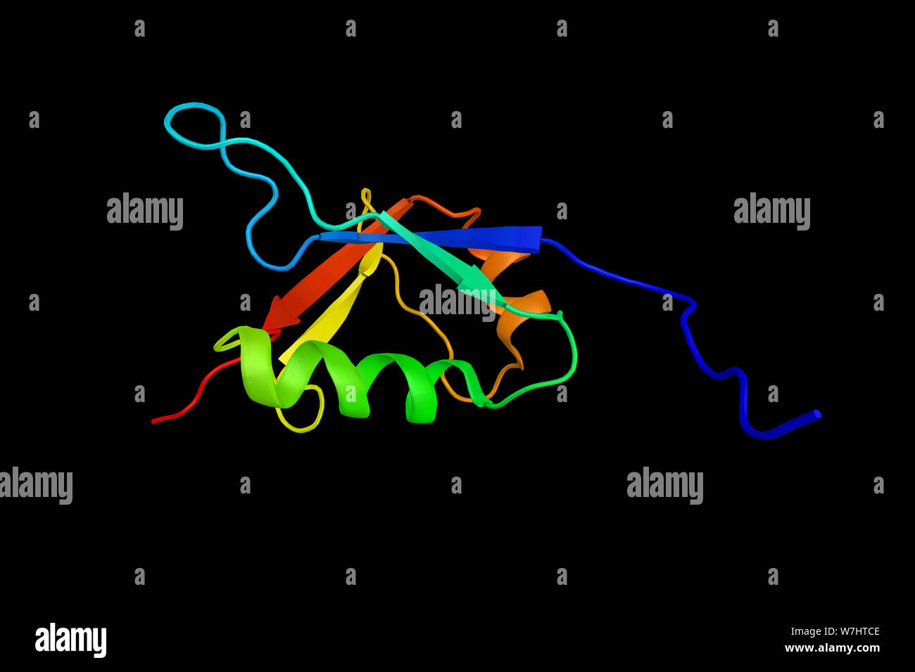 Ubiquitin-fold modifier 1, a protein synthesized as an inactive ...
