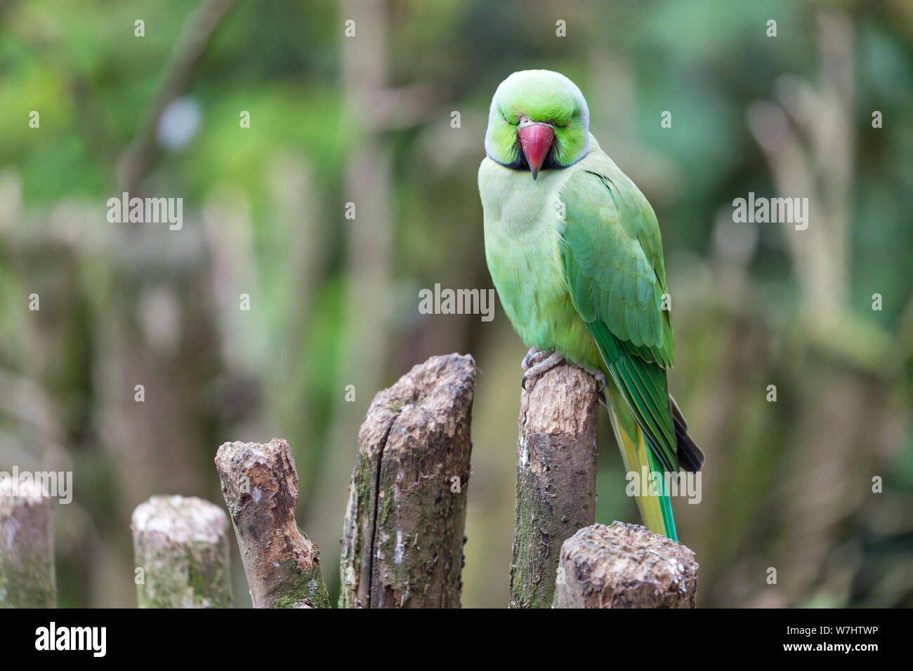 Alexandrine Parrot Wild