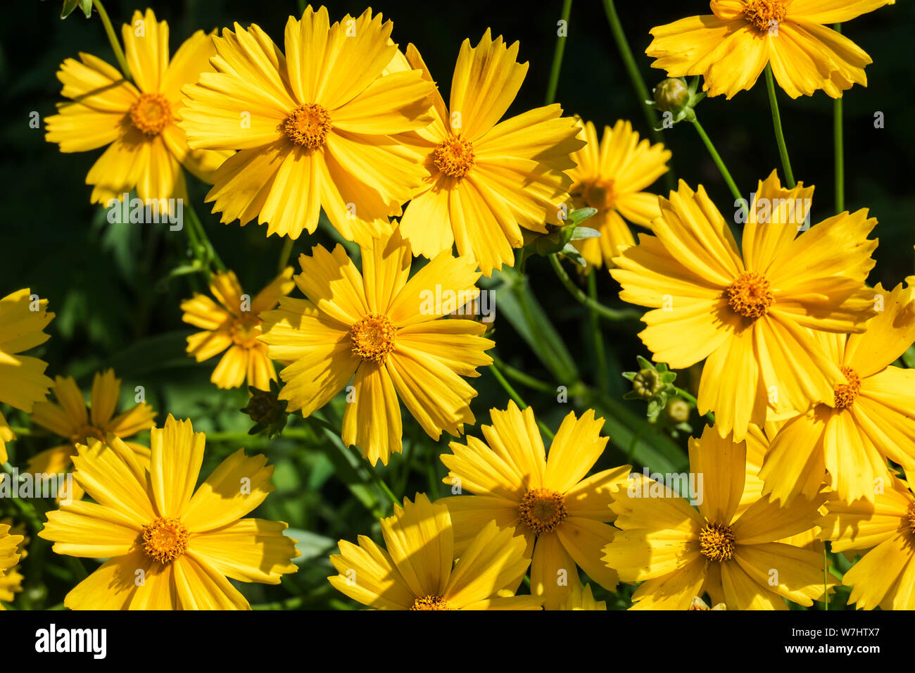Bright yellow flowers of Lance-leaved coreopsis (Coreopsis lanceolata ...