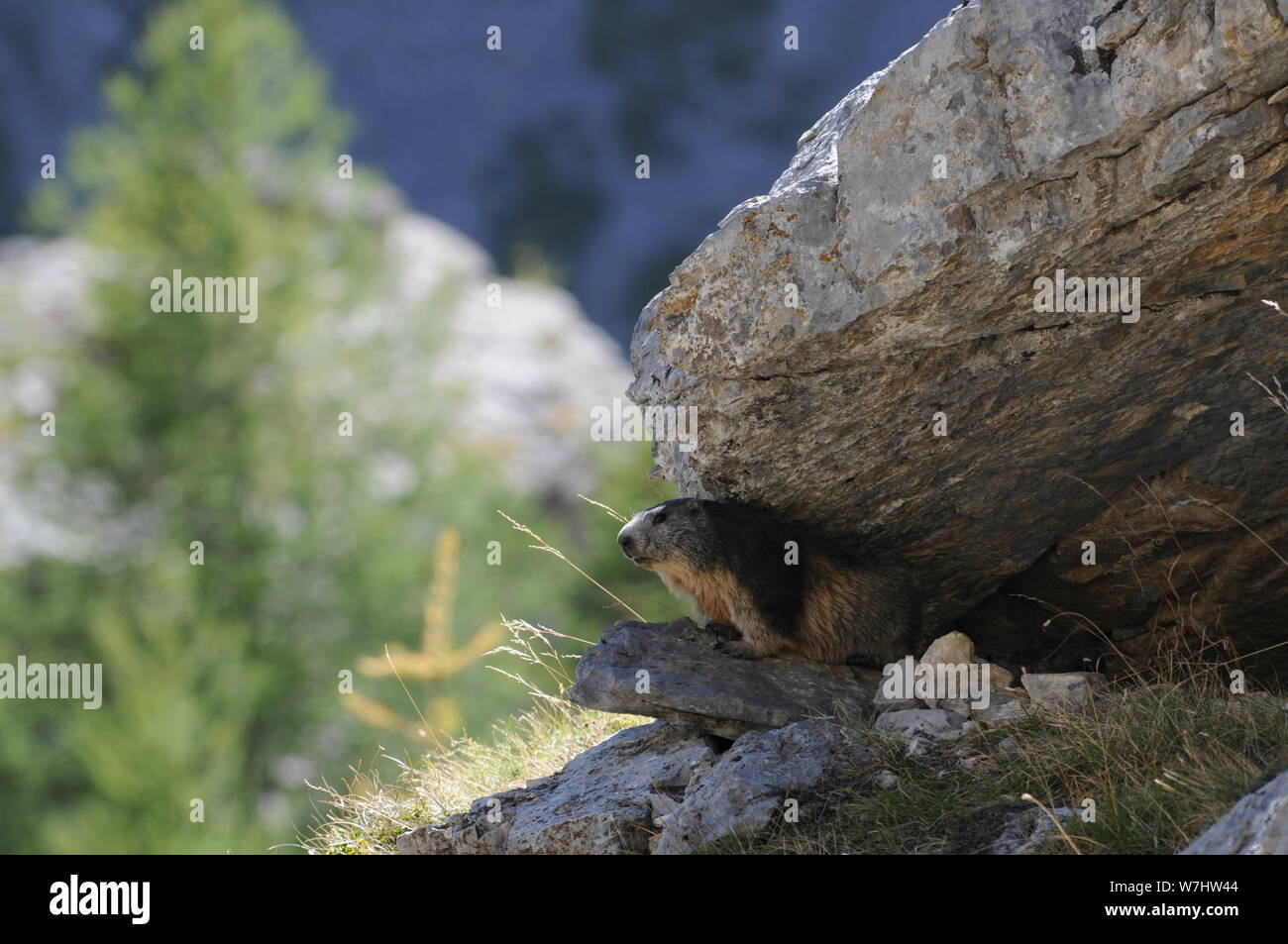 groundhog sitting on rock in front of lair Stock Photo - Alamy