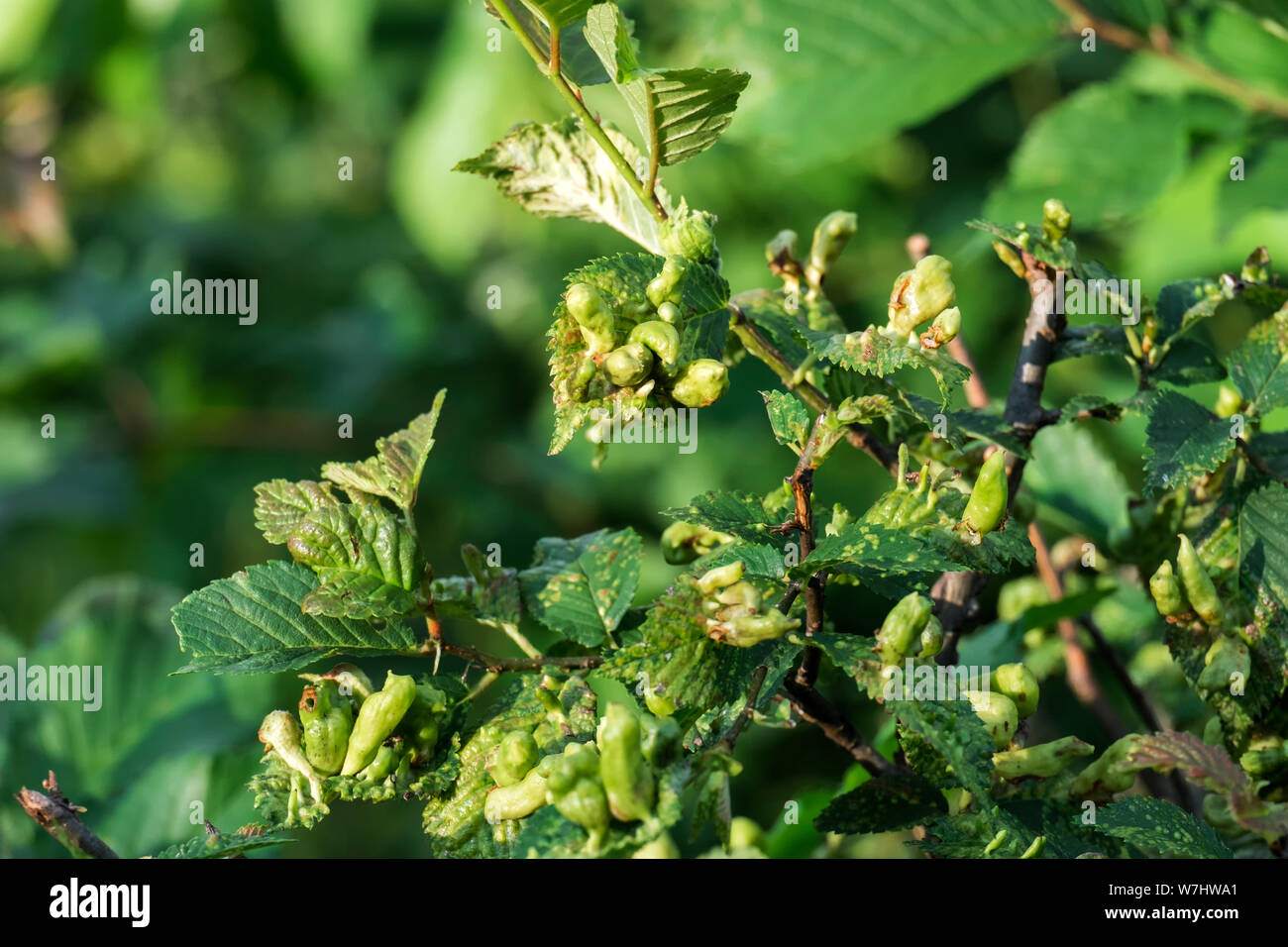 Gall formation hi-res stock photography and images - Alamy